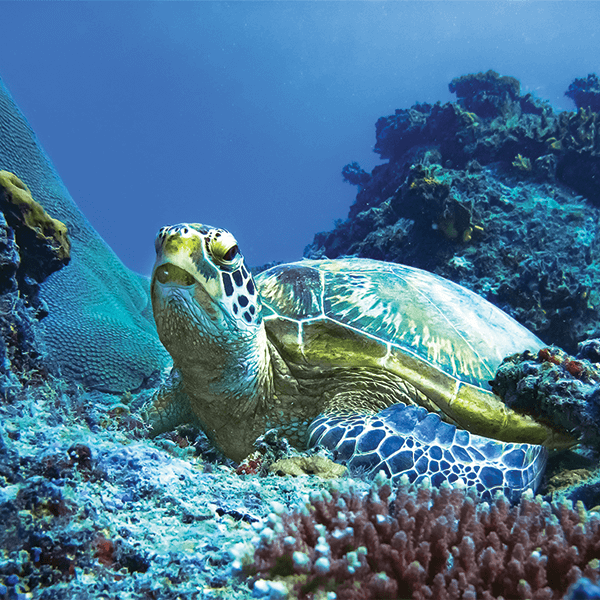 Diving Charters with SSI Dive Courses | Big Blue Fiji